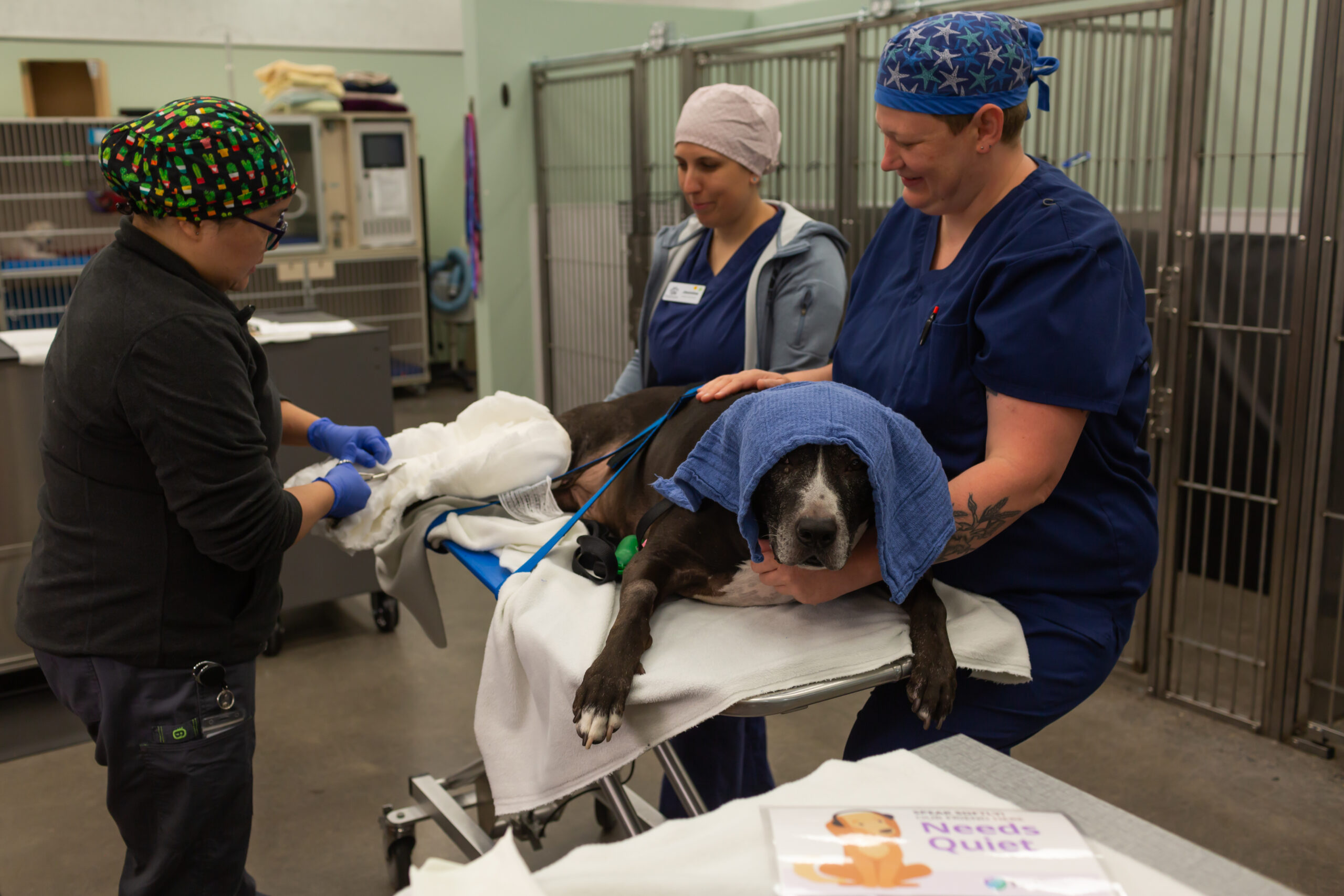 Portland Emergency Vet | Sunstone Veterinary Specialists | ER Vet