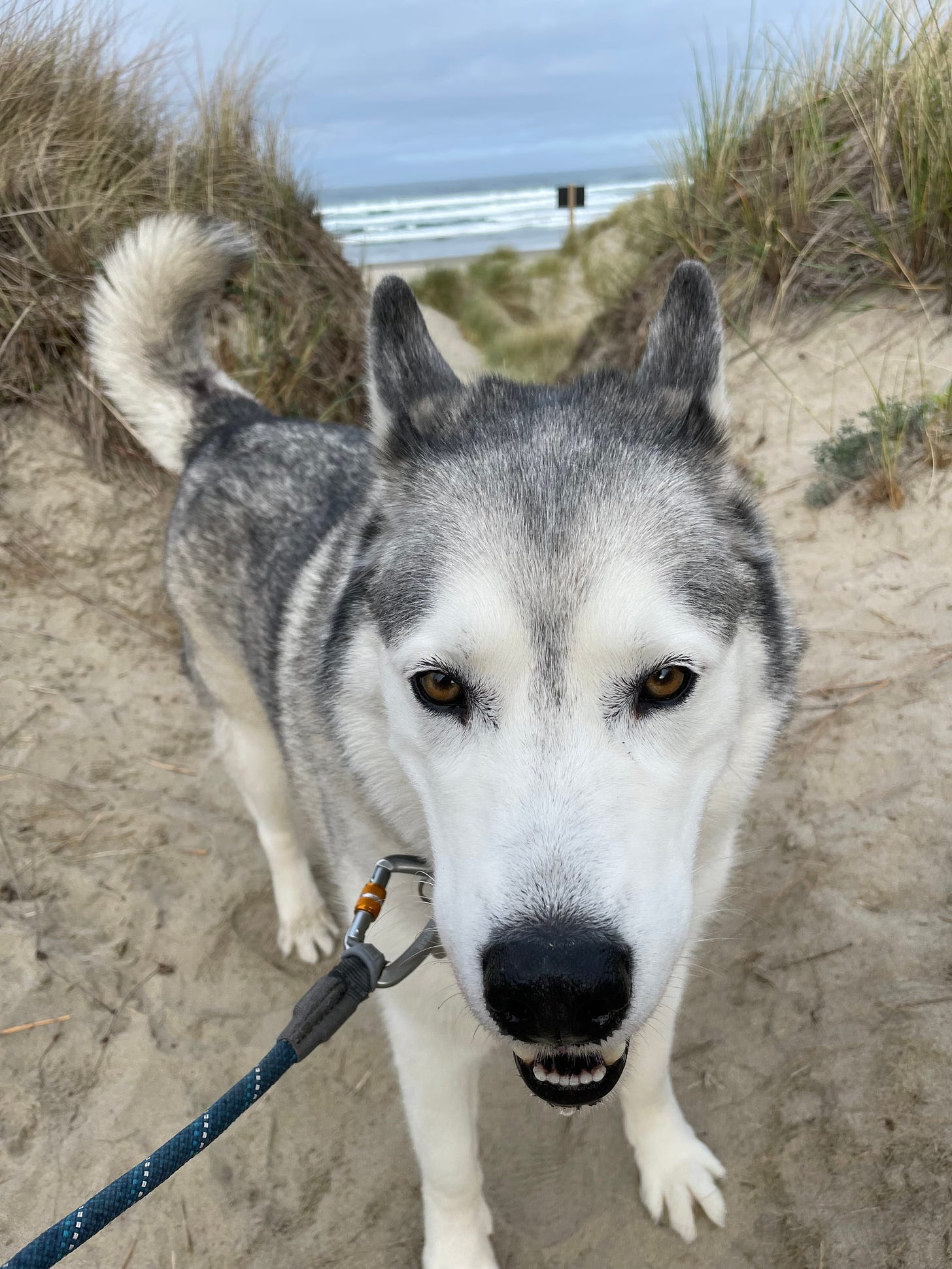 What is quality of life for pets, and how do I assess it? - Sunstone ...